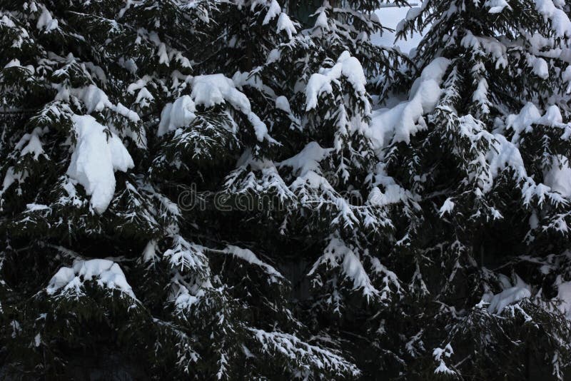 Winter White Snow Lying on Fir Trees after Snowfall in Countryside ...