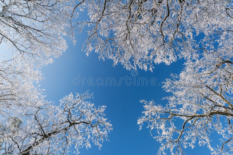 Winter White Trees on Background of the Blue Sky Stock Photo - Image of ...