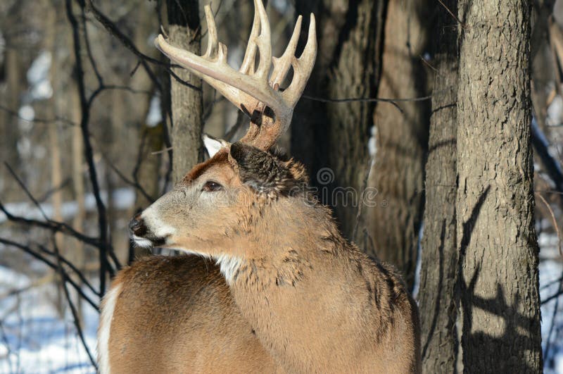 232 Whitetail Buck Deer Profile Stock Photos - Free & Royalty-Free ...