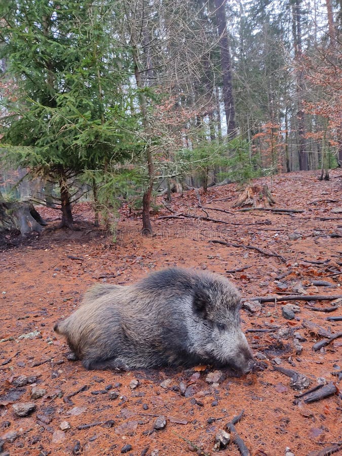 Winter Wild Wild Boar Forest Stock Photo - Image of wall, trunk: 236972134