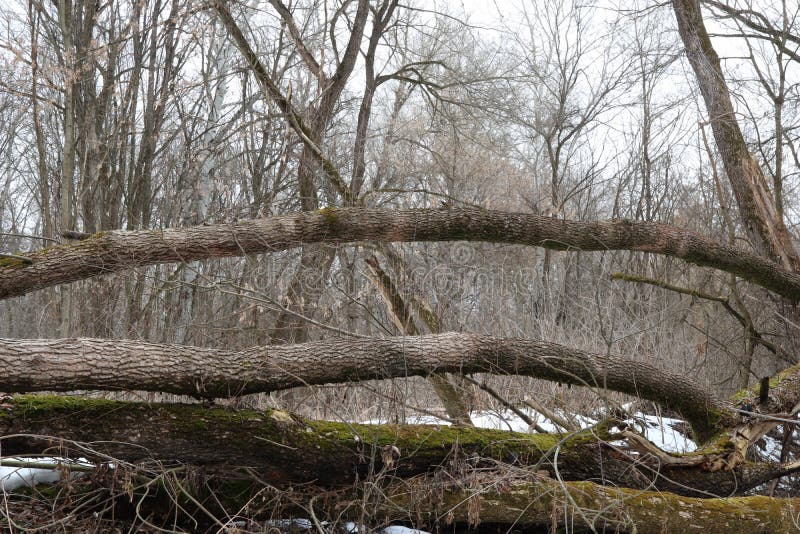 Fallen trees in the forest stock image. Image of tinder - 221388185