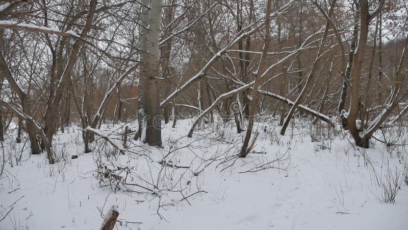 Winter Wild Forest in the Snow Dry Trees, Nature Winter Landscape Stock ...