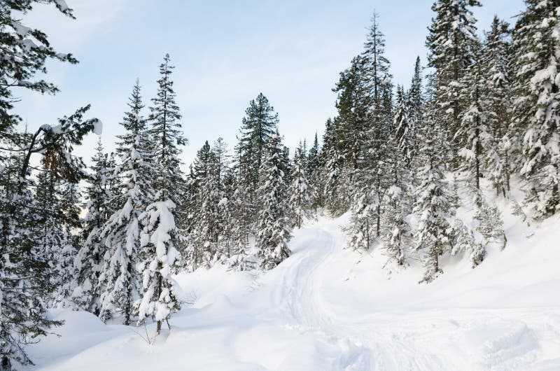 Winter wild forest stock photo. Image of scene, north - 32772330