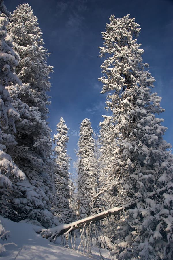 Redwoods Covered in Snow, stock photo. Image of sequoia - 26259580