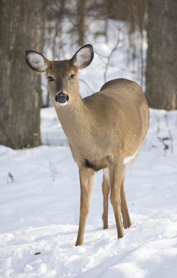 Winter forest doe stock photo. Image of female, winter - 13514958