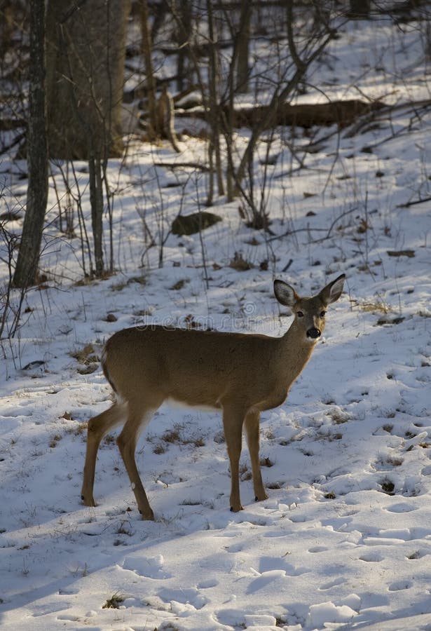 Winter forest doe stock photo. Image of female, winter - 13514958