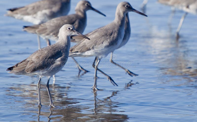 Winter Willet. stock photo. Image of monotypic, sandpiper - 17834264