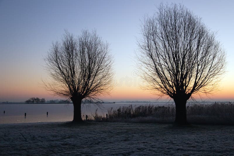 Winter Willow trees stock photo. Image of snowy, rural - 7729534