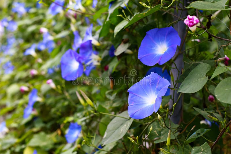 Asagao flower stock photo. Image of garden, blossom - 107211646