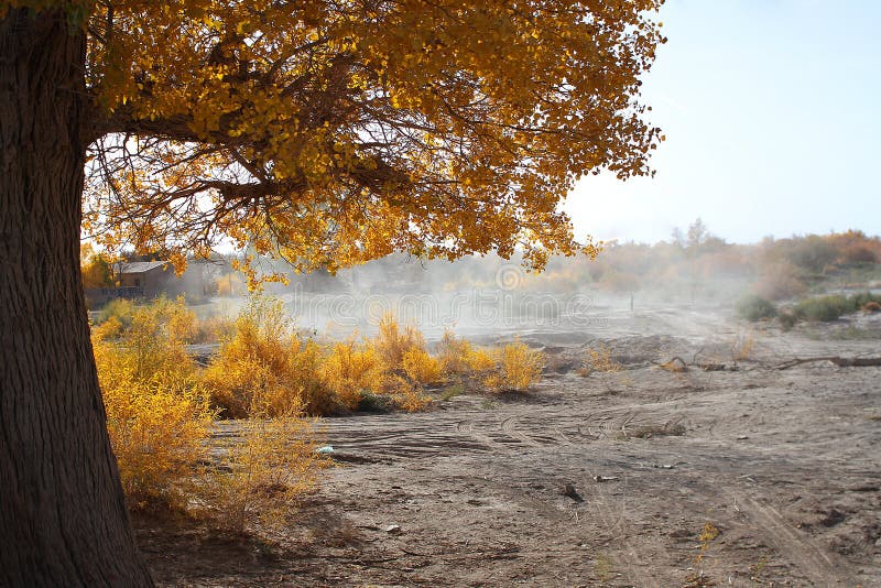 Winter Wind Blows the Sand in the Desert Stock Image - Image of plant ...