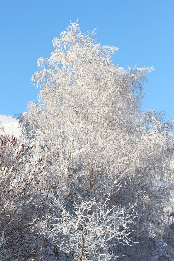 Winter, winter landscape stock image. Image of snow, winter - 85857079