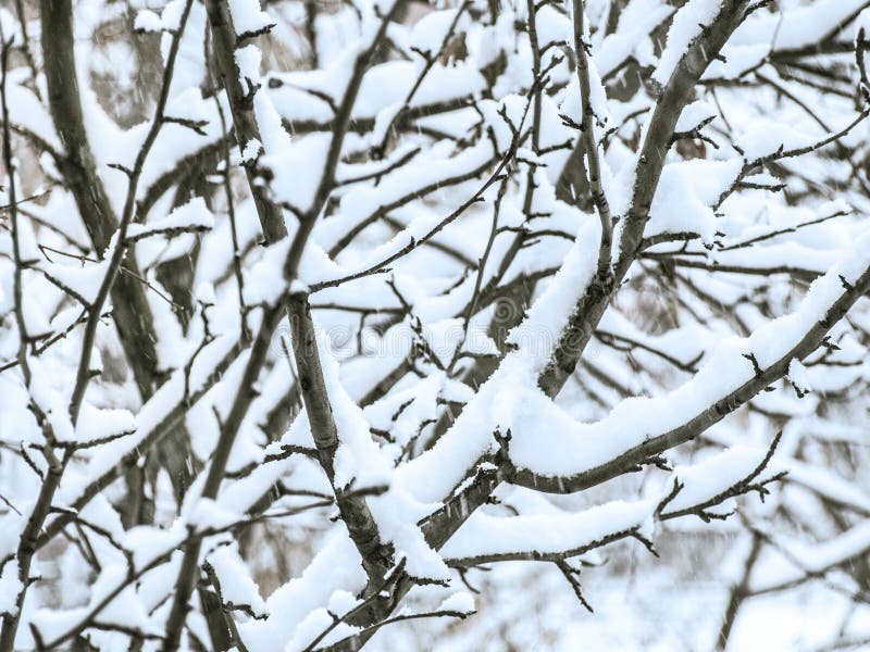 Winter stock photo. Image of snowed, season, wintry - 117155798