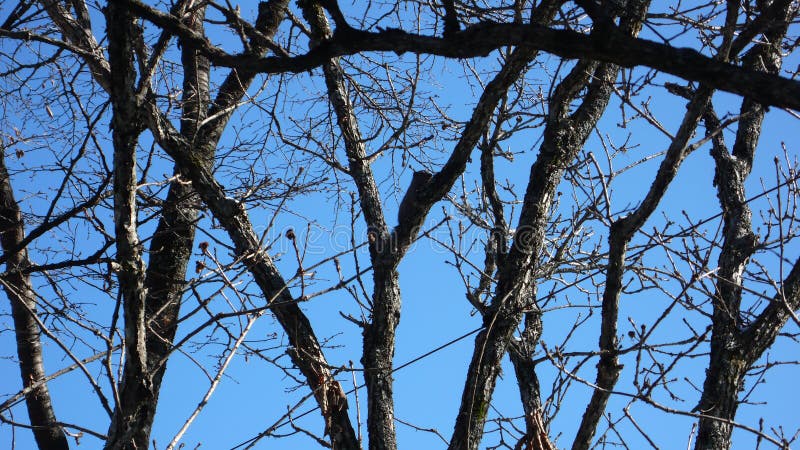 Winter withered stock photo. Image of skies, tree, squirrel - 38716064