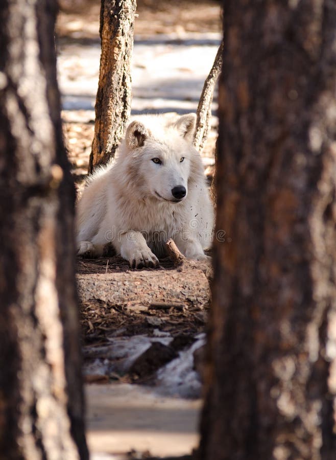 Winter wolf stock photo. Image of canine, mammal, snow - 22657956
