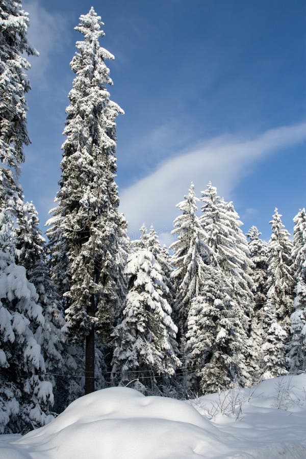 Winter wonder stock photo. Image of evergreen, nackground - 6927674
