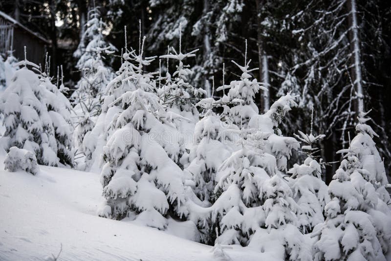 Winter wonderland stock image. Image of autumn, island - 67104579