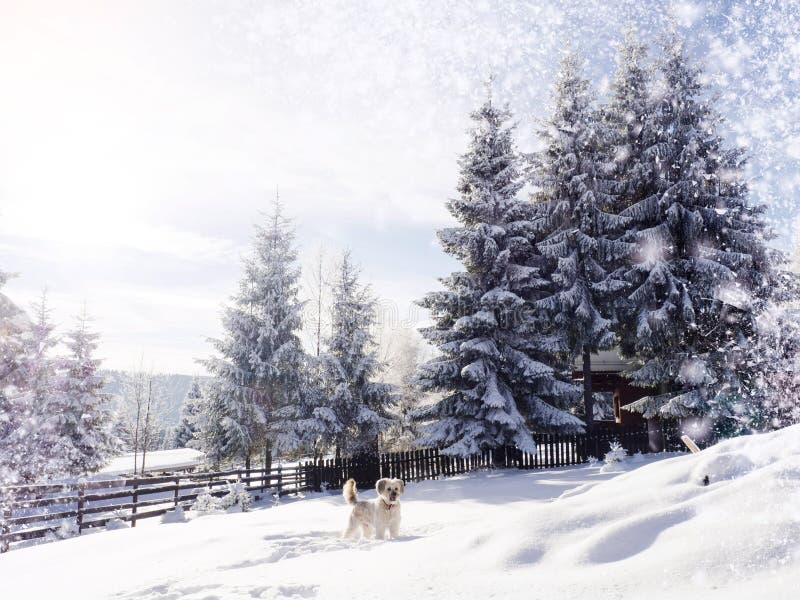 Winter wonderland stock image. Image of hoarfrost, rime - 83429233