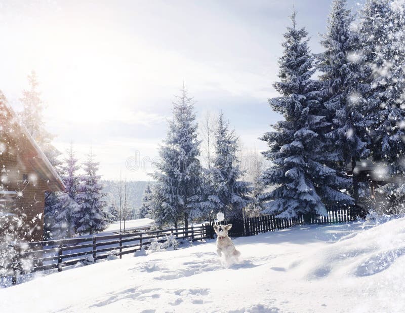 Winter wonderland stock image. Image of landscape, snow - 83429345