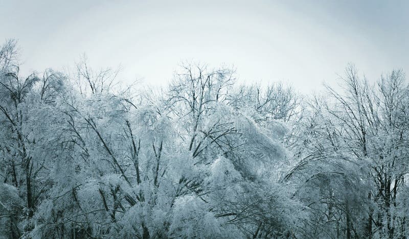 Winter Wonderland stock photo. Image of treetops, wonderland - 50754810