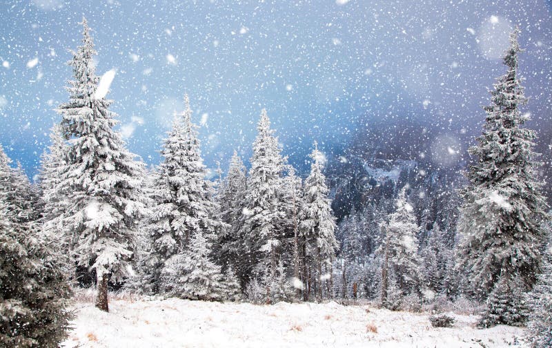 Winter Wonderland - Christmas Background with Snowy Fir Trees in Stock ... Winter Wonderland - Christmas Background with Snowy Fir Trees in Stock ...