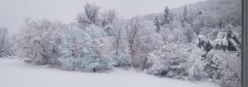 Winter Wonderland Snowscape Stock Image - Image of plant, mist: 180465671