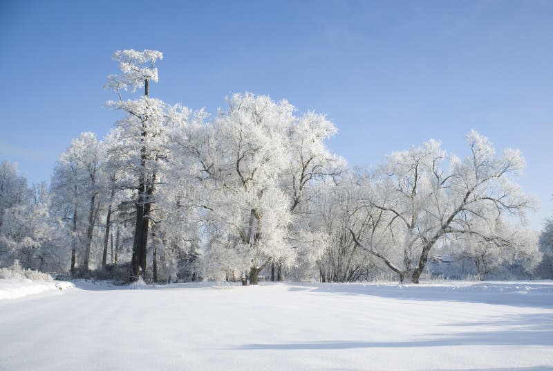 Winter in wood stock image. Image of forest, weather - 12587557