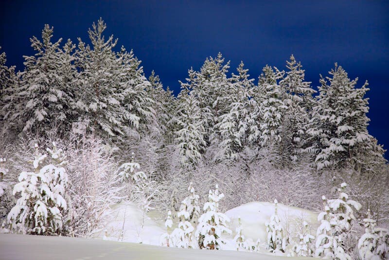 Winter Night in Forest and Christmas Tree Glowing Lights Stock Image ...