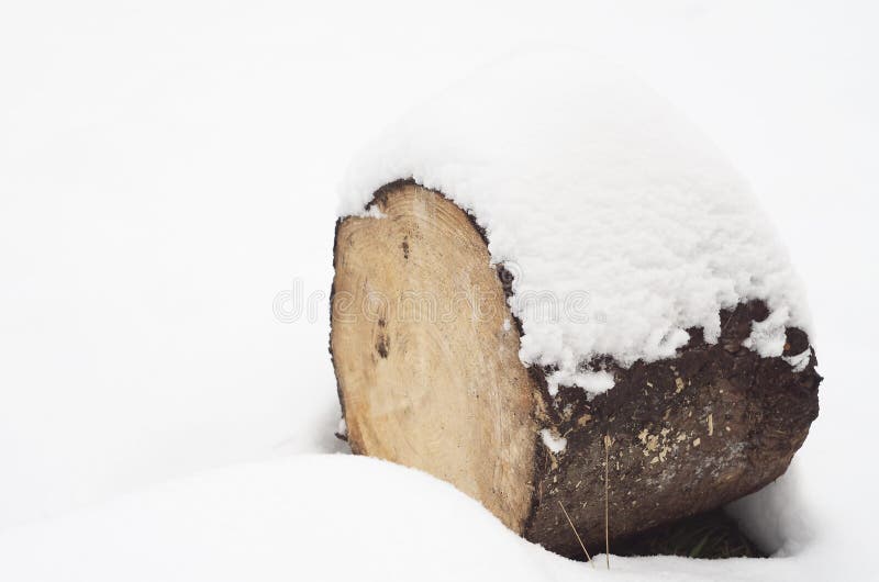 Winter wood and snow stock image. Image of environment - 138296421