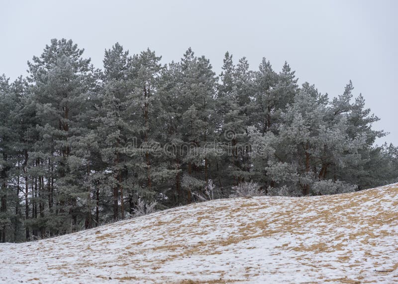 Winter Wood in the Snow and Many Tracks in the Sand. Stock Image ...