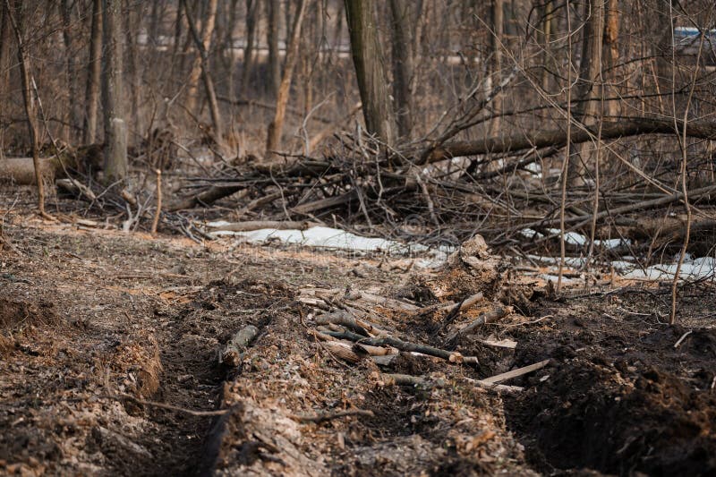 Winter Woodland Clearing with Exposed Roots and Fallen Trees Stock ...