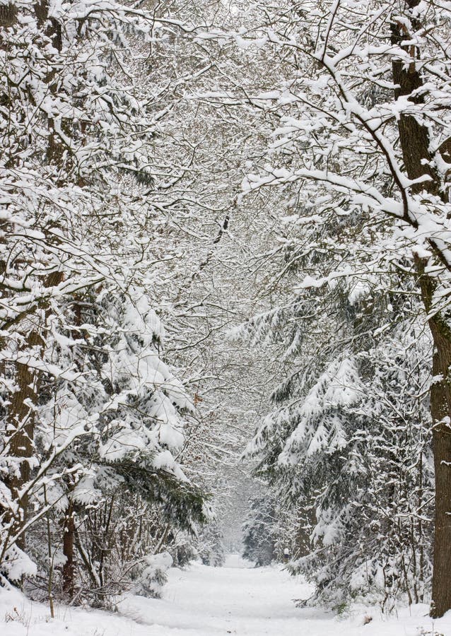 Winter Woods stock image. Image of christmas, winter - 12386315