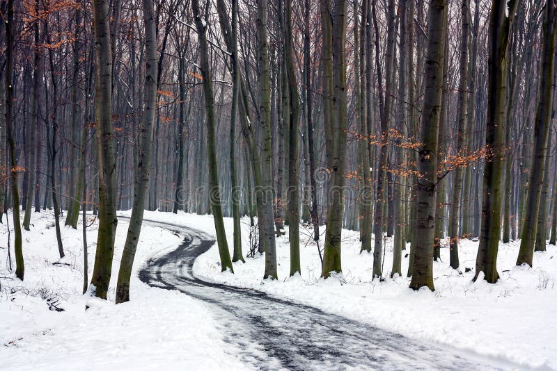 Winter in the woods stock image. Image of snowy, wintry - 29505303