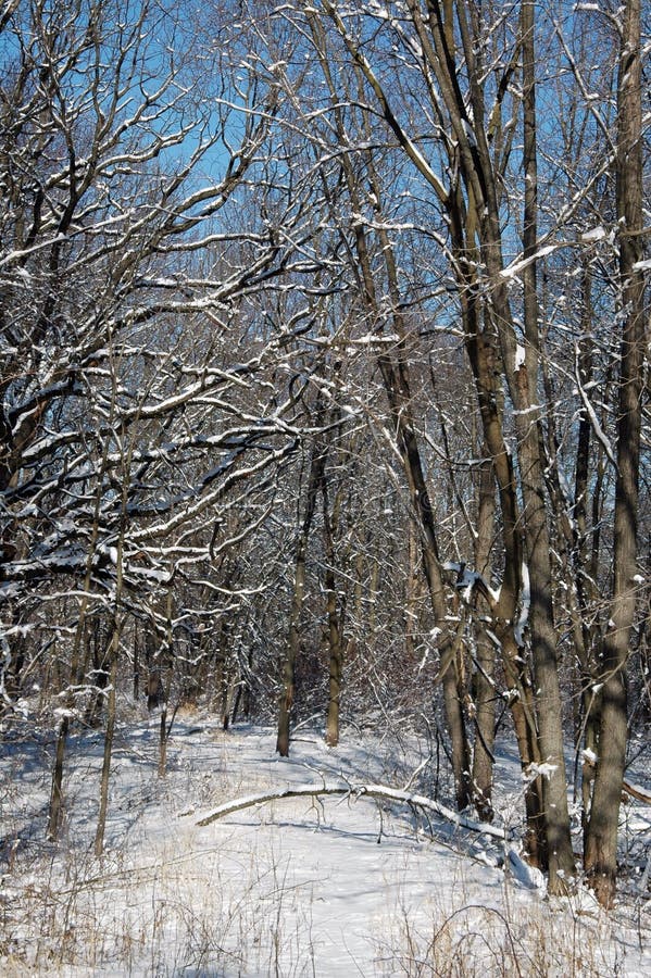 Path in the Woods stock photo. Image of peace, woods, stream - 1744636