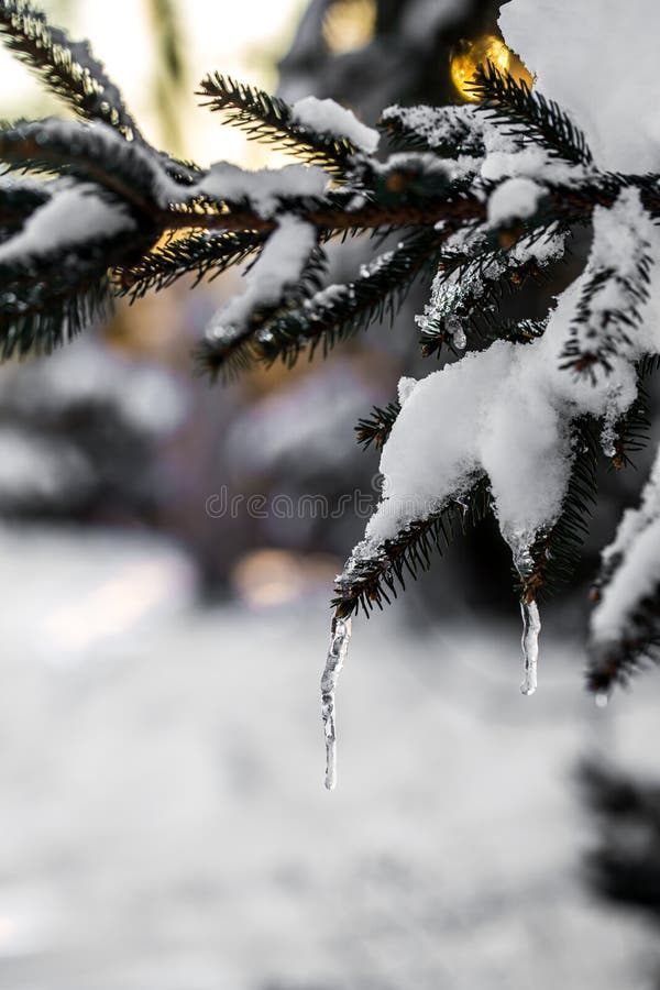 Winter in the woods stock photo. Image of canada, beautiful - 86083928
