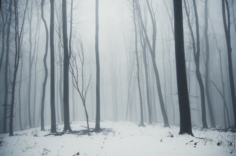 Winter woods snow stock image. Image of ethereal, white - 85823651