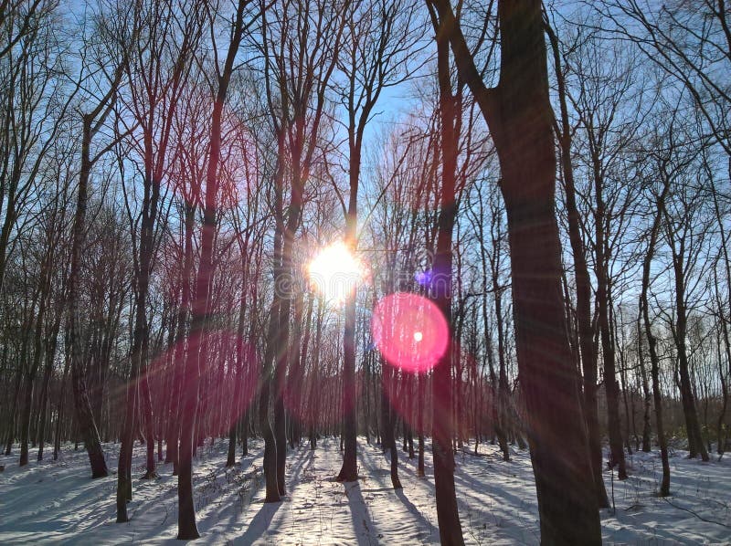 Winter in the Woods stock photo. Image of north, frost - 91878372