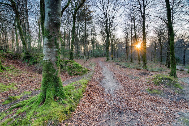 Winter Woods stock photo. Image of beautiful, kingdom - 85259558