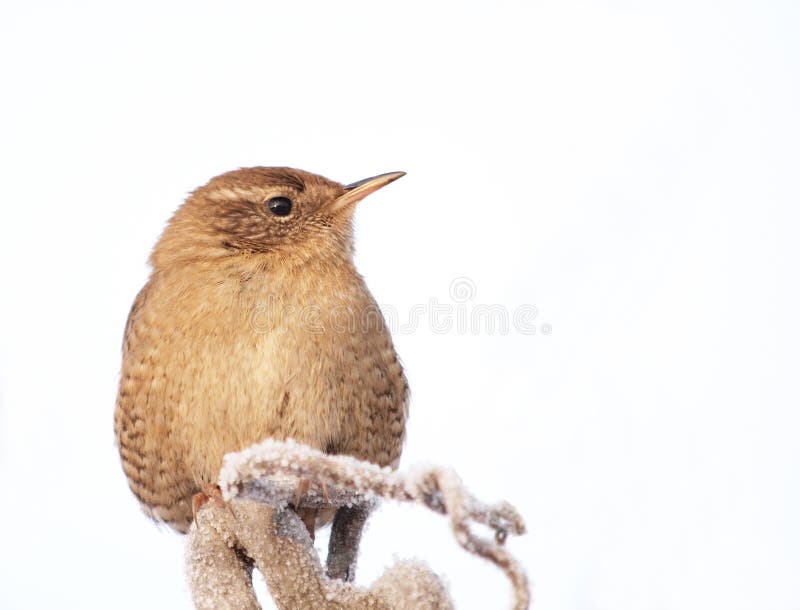 Winter Wren stock photo. Image of bird, environment, wren - 15256134