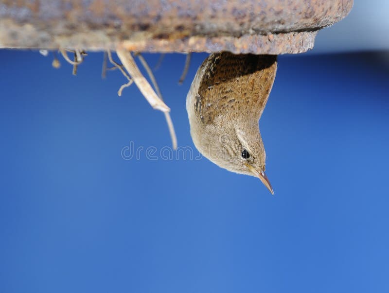 Winter wren in nest. stock photo. Image of blue, season - 30598132