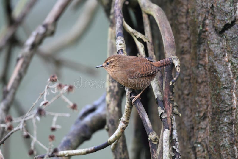 Winter Wren stock image. Image of tree, branch, canada - 69294965
