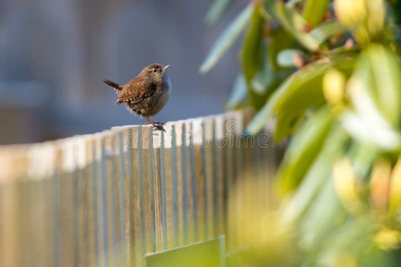 Winter Wren on the West Coast in Sweden Stock Photo - Image of coast ...