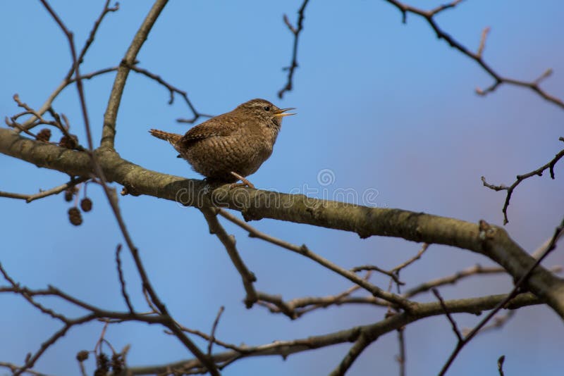 Winter Wren on the West Coast in Sweden Stock Image - Image of animal ...