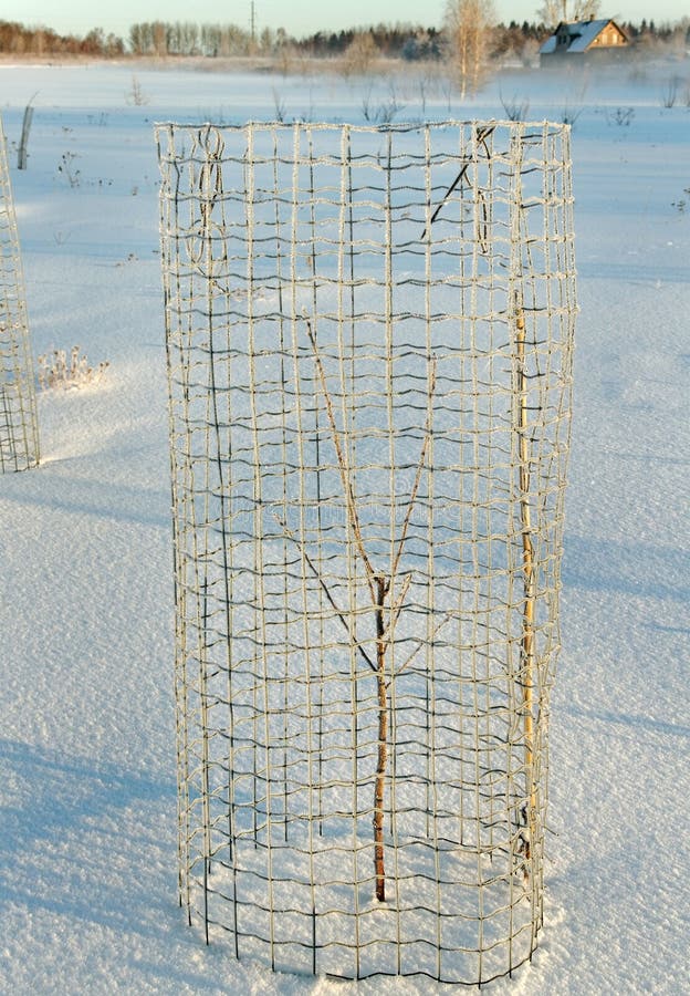 Winter on the yard. stock image. Image of birch, protection - 30433491