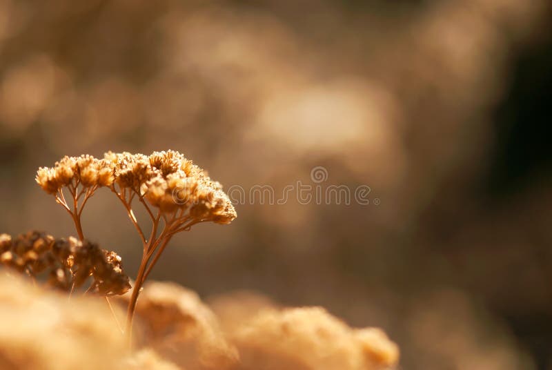 Winter Yarrow Seed Head stock image. Image of horticulture - 168745983