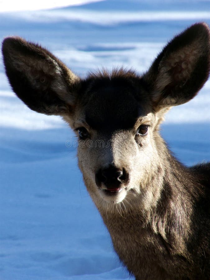 Winter Yearling stock image. Image of cold, winter, tongue - 12645937