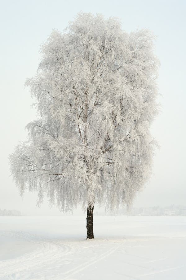Winterbaum stockbild. Bild von europa, kalt, draussen - 12593025