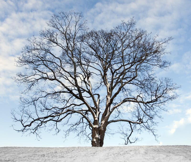 Winterbaum stockbild. Bild von einsam, frost, szene, horizont - 24356657