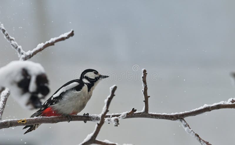 Specht im Winter stockfoto. Bild von vogel, nave, waldland - 36016990