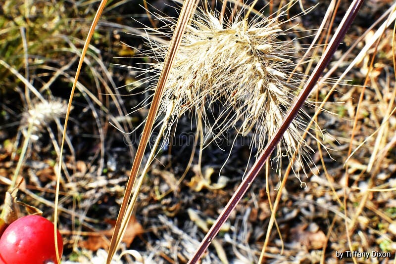 Winterberry stock image. Image of foliage, colors, fall - 132096991