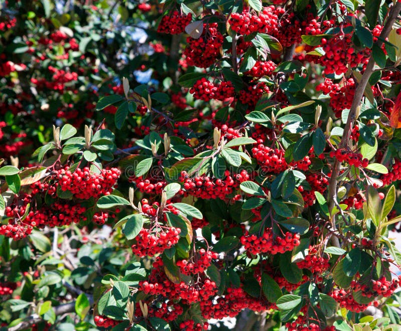 Winterberry red berry bush stock photo. Image of berries - 177369172